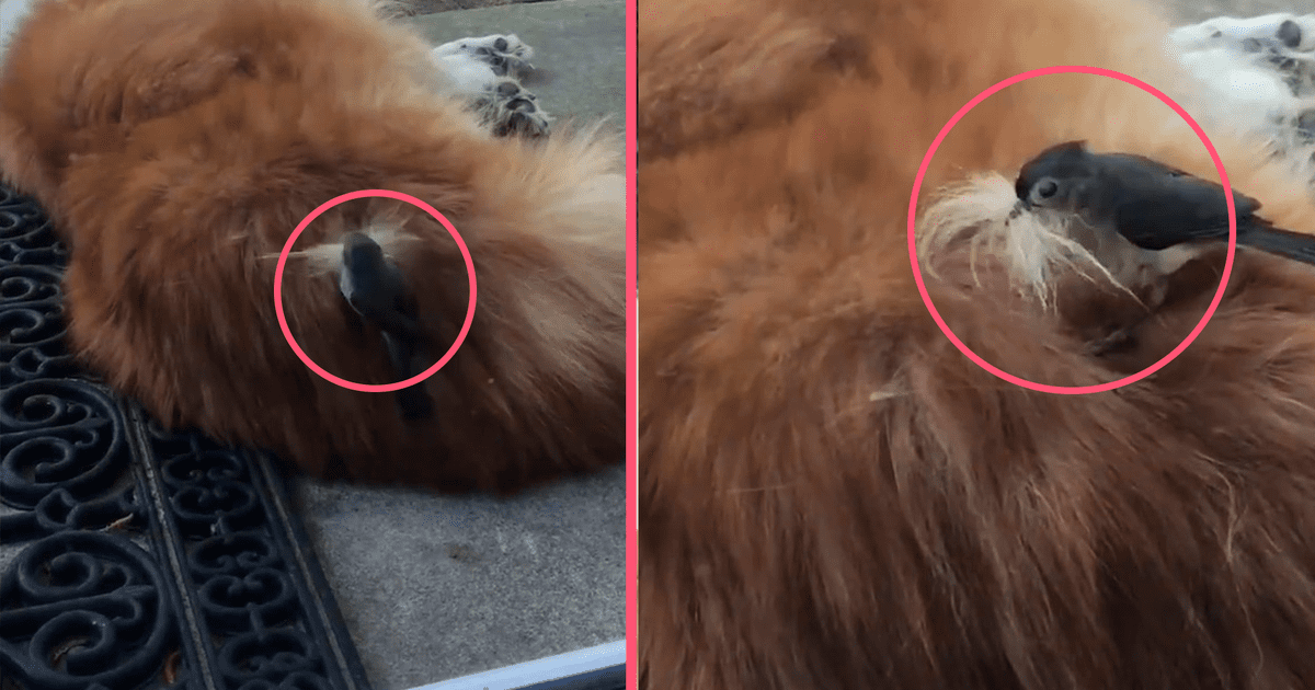 MASCOTAS: Pequeña AVE causa ternura en las redes sociales tras utilizar ...