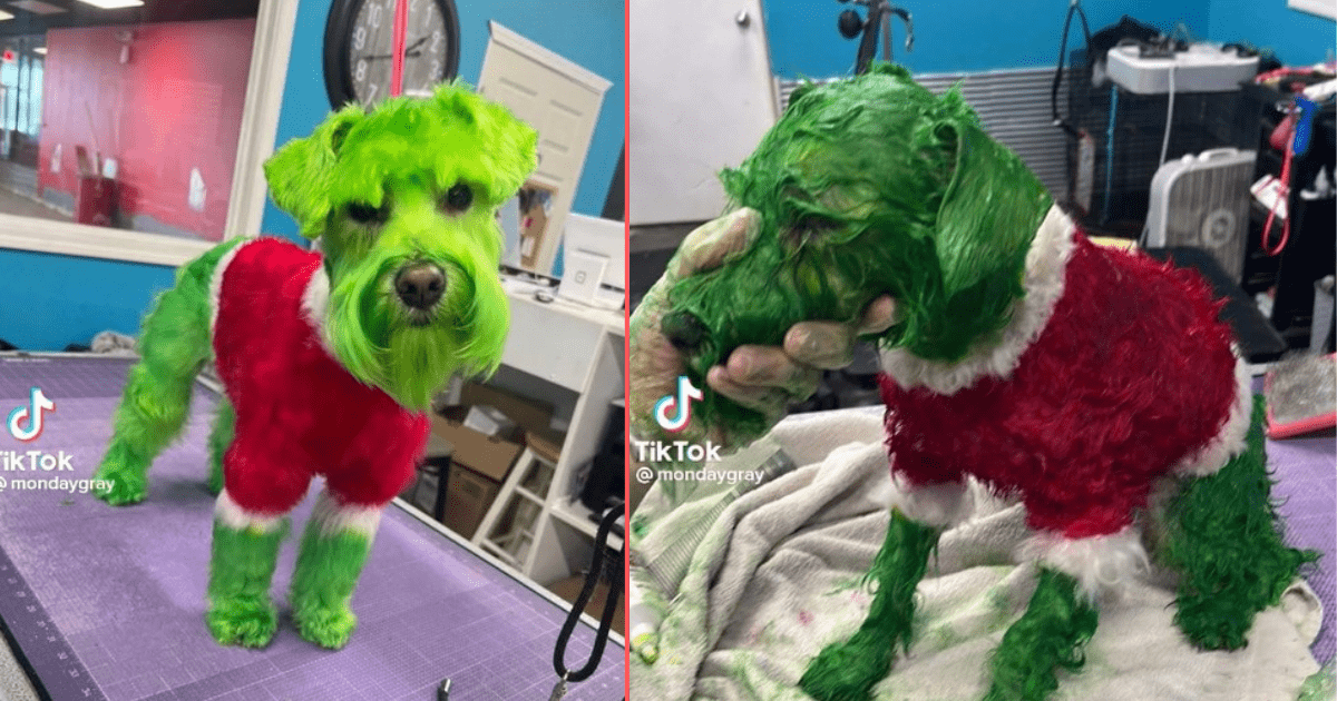 Mujer PINTA A SU PERRITO de verde para que luzca como el GRINCH y causa ...