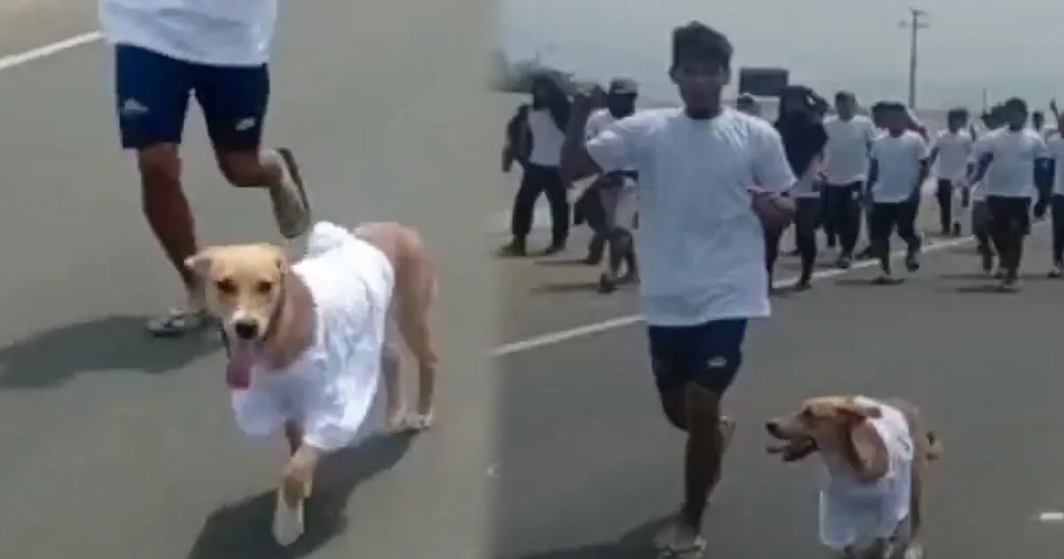 Perrito es el símbolo de la paz tras liberar la Panamericana Sur en Ica ...