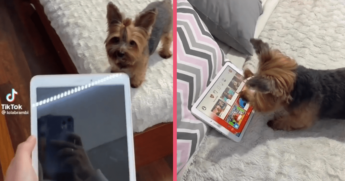 Perrito se vuelve viral en redes sociales por tener la capacidad usar ...