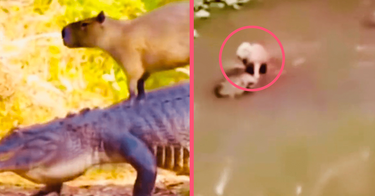 Un capibara se vuelve tendencia en TikTok tras aparecer montado en el ...