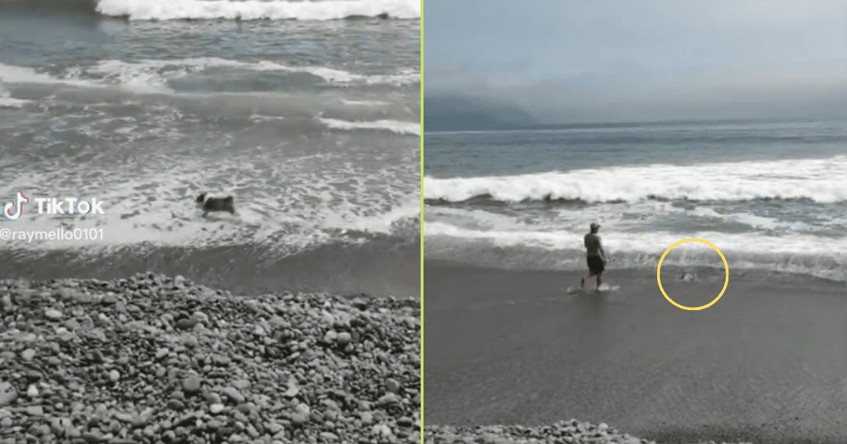 Señor lleva a su perrito a la playa para jugar, y ocurre lo impensado