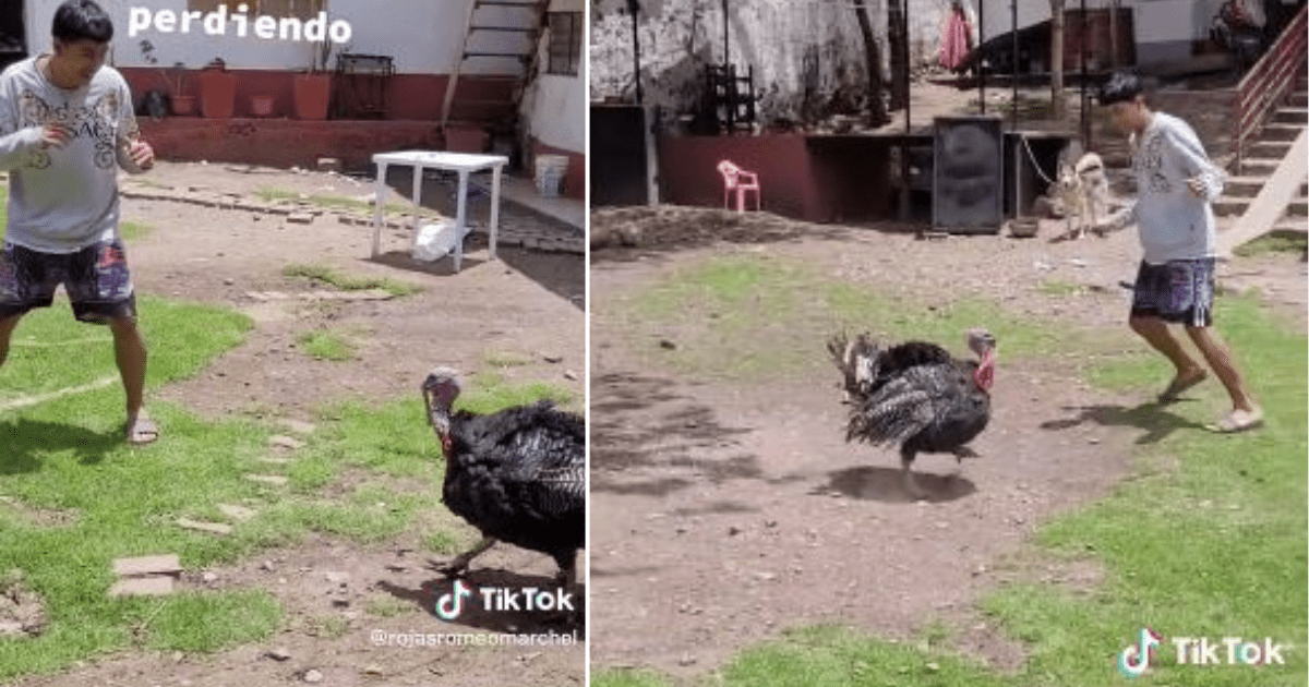 Joven intenta atrapar el pavo para Navidad, pero animal lo enfrenta y ...