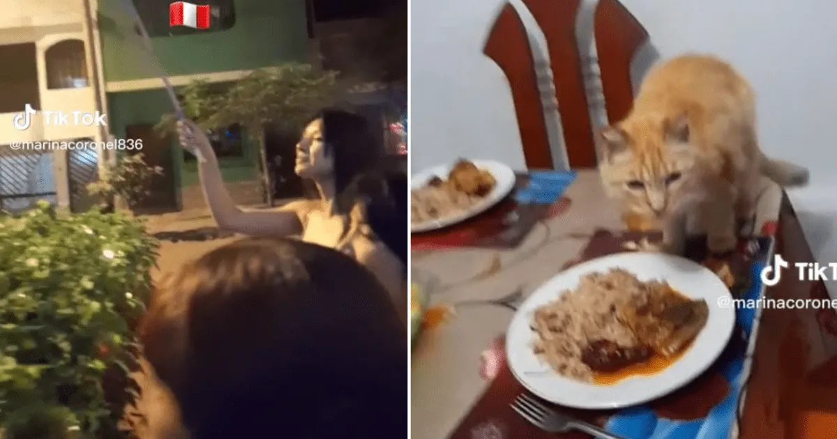 Familia se va a reventar cohetes por fiestas de fin de año y gato casi ...