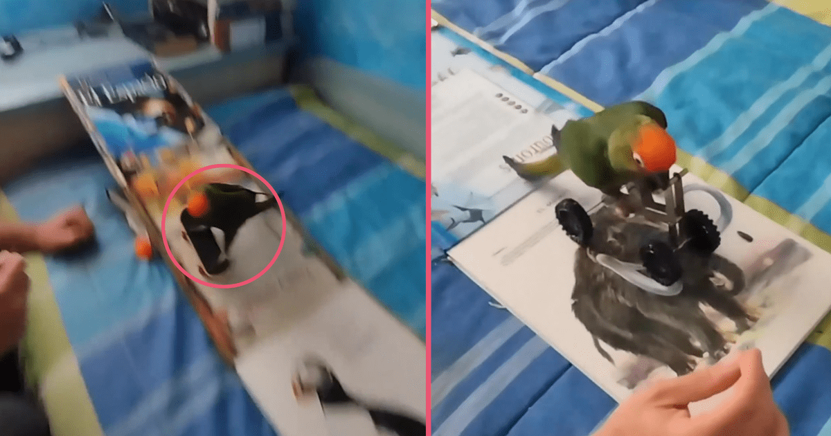 Loro se vuelve viral en redes sociales por su impresionante dominio con ...