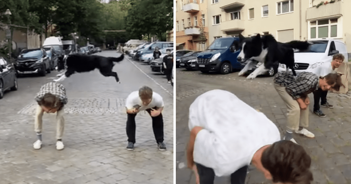Perrito enciende las redes tras lograr saltar sobre un puente humano [VIDEO]