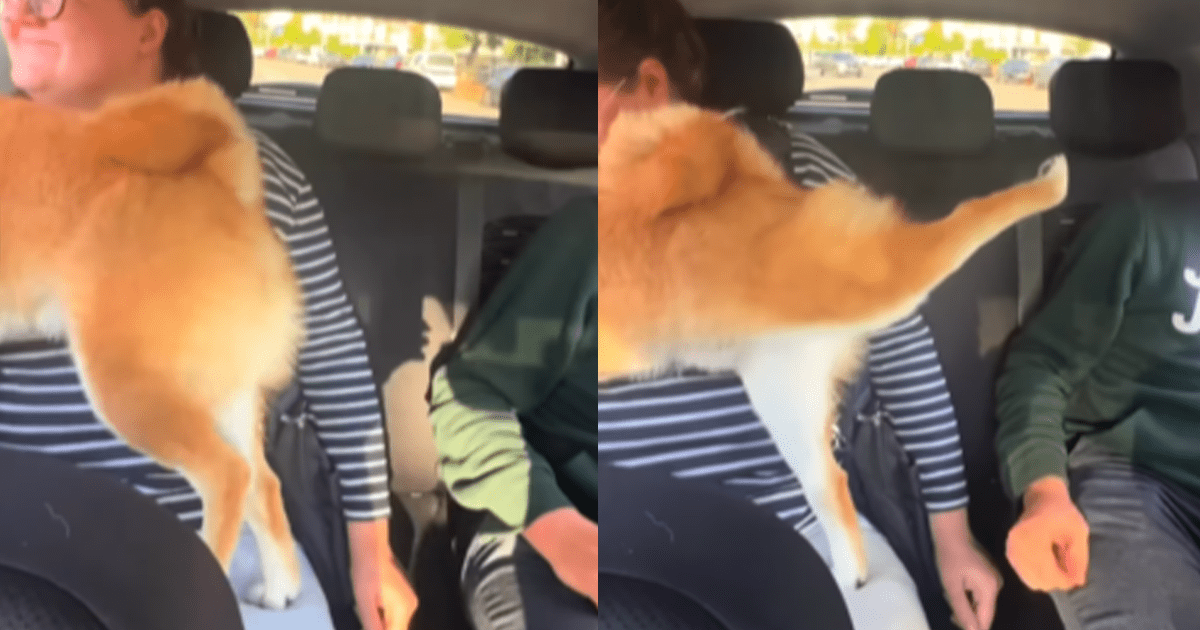 Perrito demuestra su habilidad pateando hacia atrás: "La técnica es ...