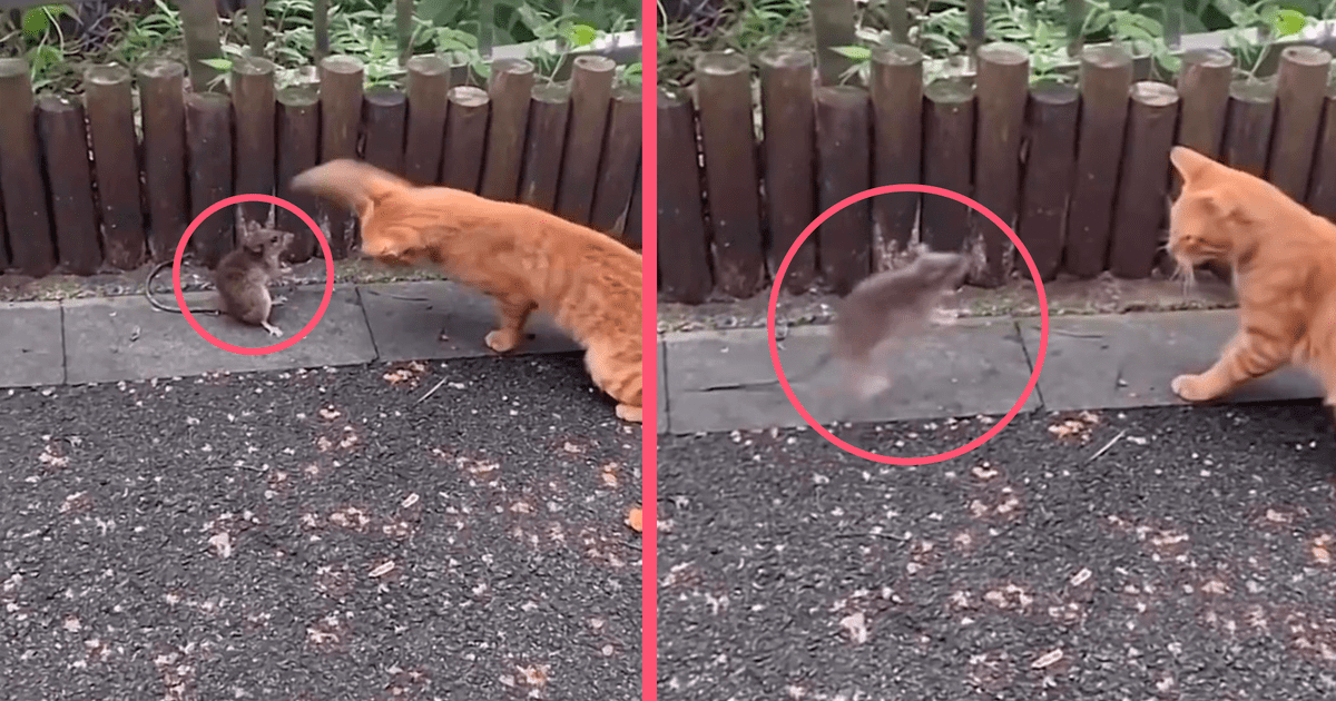 Gato se enfrasca en una espectacular pelea con un ratón y video se ...