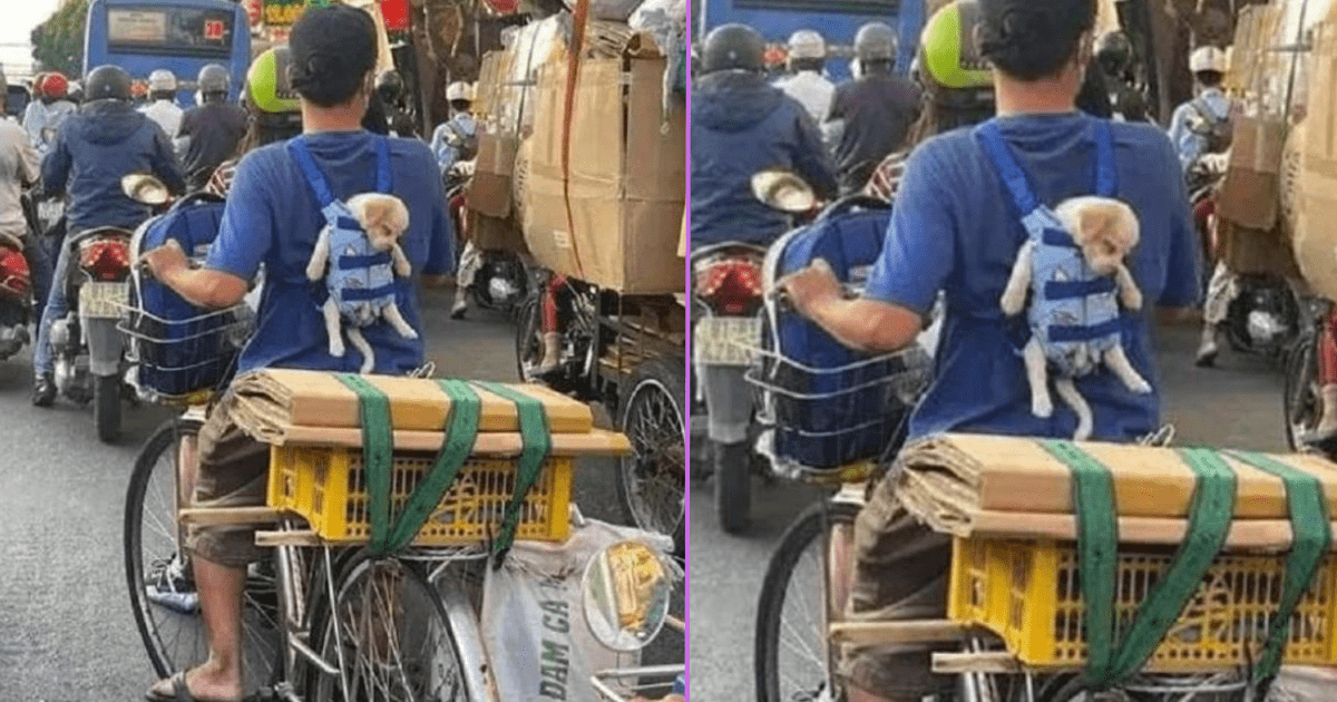 Joven lleva a su perrito cargado en la espalda como un bebé y cautiva a ...