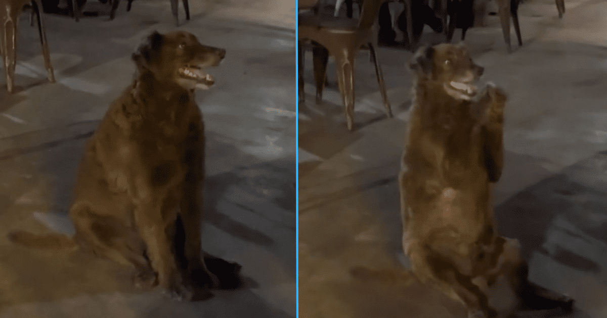Perrito enternece al pedir comida con sus patitas en cada mesa: "Para ...