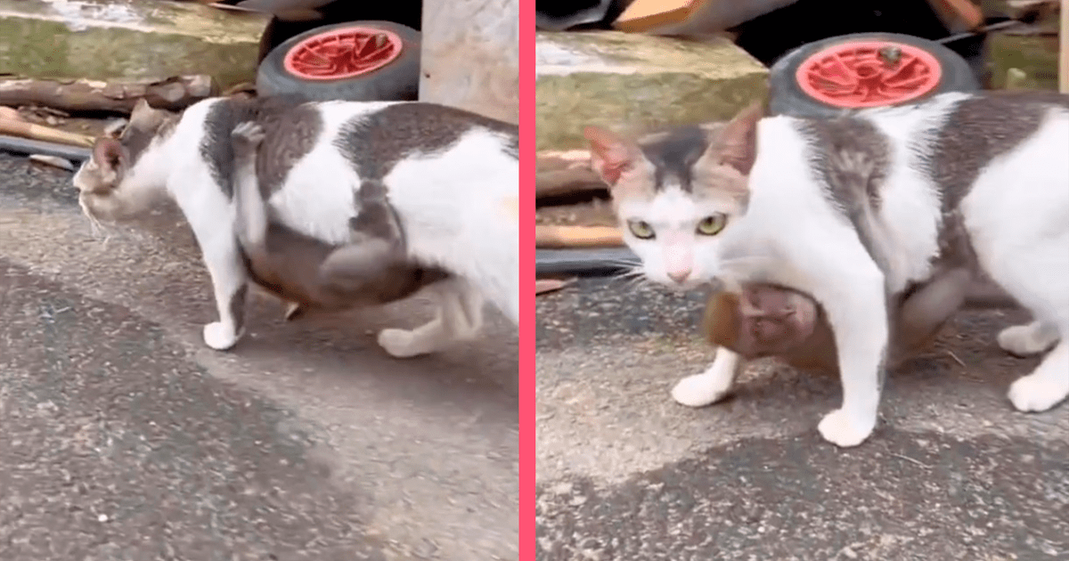 Gata adopta un pequeño mono y este se aferra a su vientre por su vida
