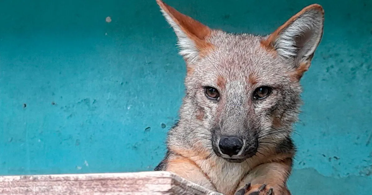 Run Run: ¿Qué es de la vida del zorro andino que fue adoptado pensando ...