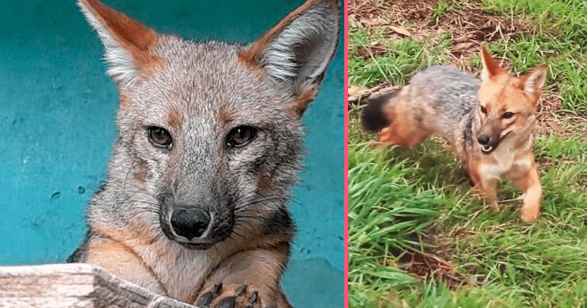 El zorro andino Run Run cumple su primer año en la Granja Porcón: ¿Cómo ...