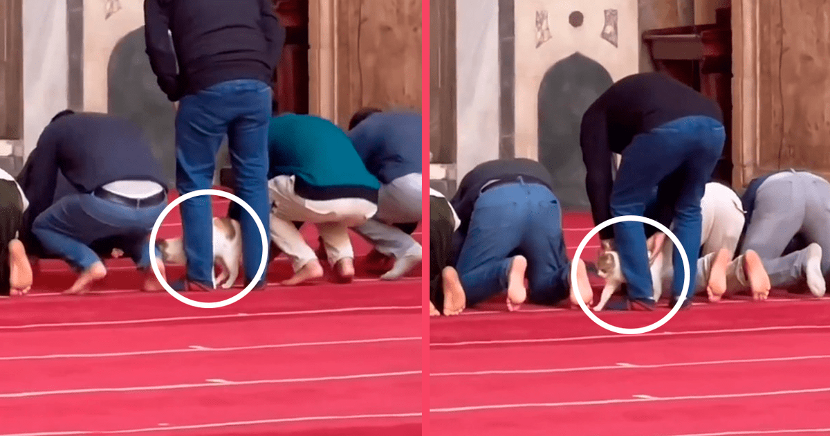 MASCOTAS: Gatito pide atención e interrumpe a grupo de personas rezando ...