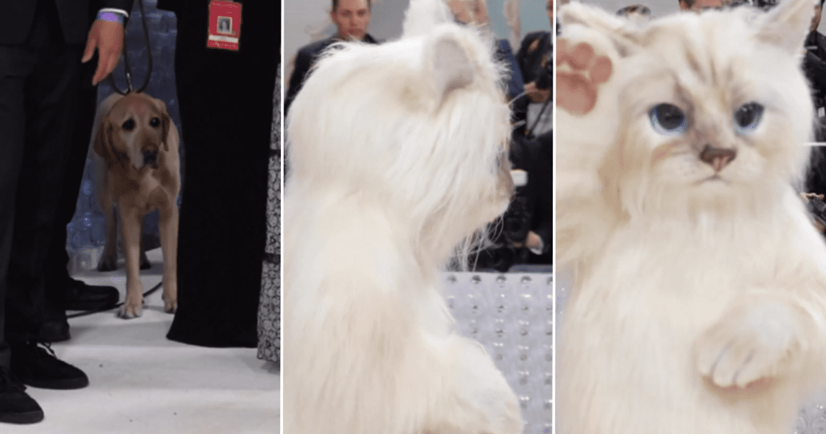 Perrito queda impactado al ver gato 'gigante' en la Met Gala 2023