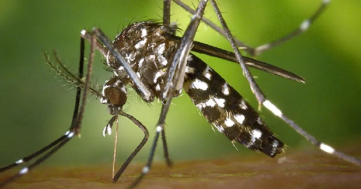 ¿Qué es el dengue y por qué es considerada altamente mortal?