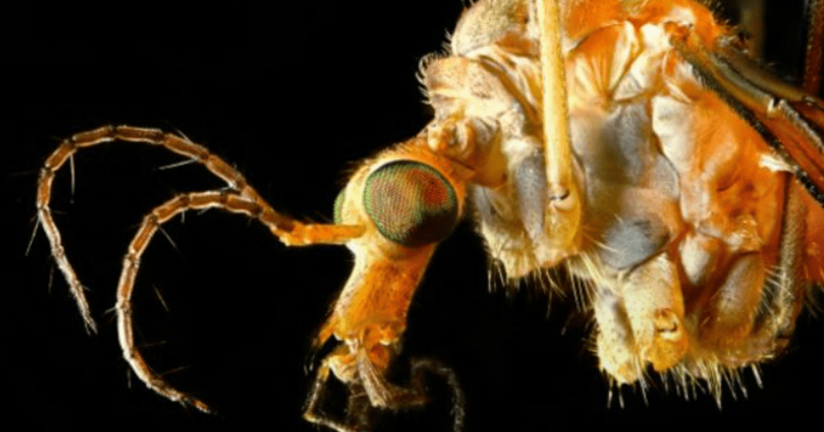 ¿Cómo diferenciar un zancudo normal del peligroso dengue que está ...