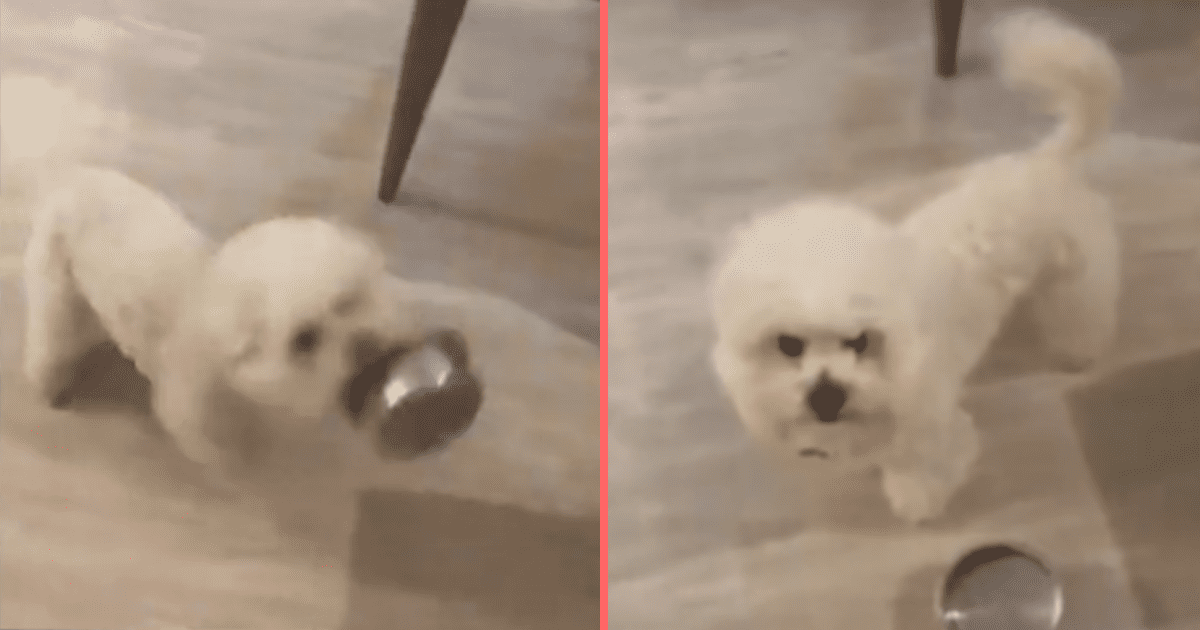 Perrito lanza molesto su plato para que le den su comida: "Lo que hemos ...