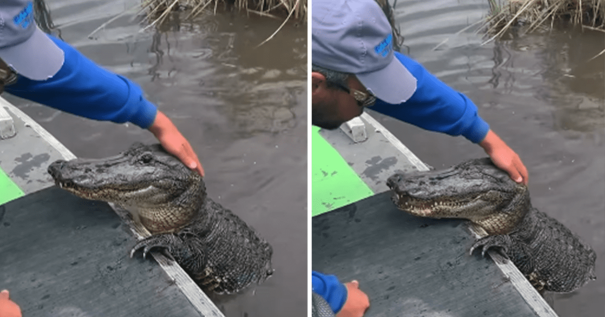 Cocodrilo recibe comida y se deja acariciar: "Nunca pensé que podía ser ...