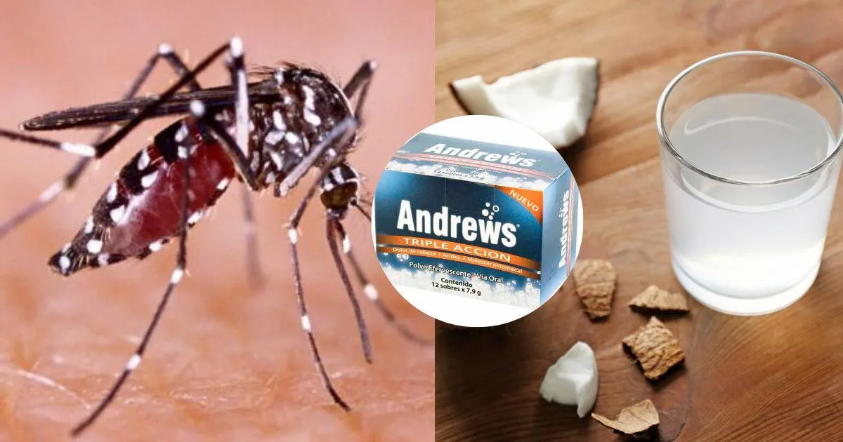 ¿Agua de coco con Sal de Andrews para curar dengue? Conoce este remedio ...