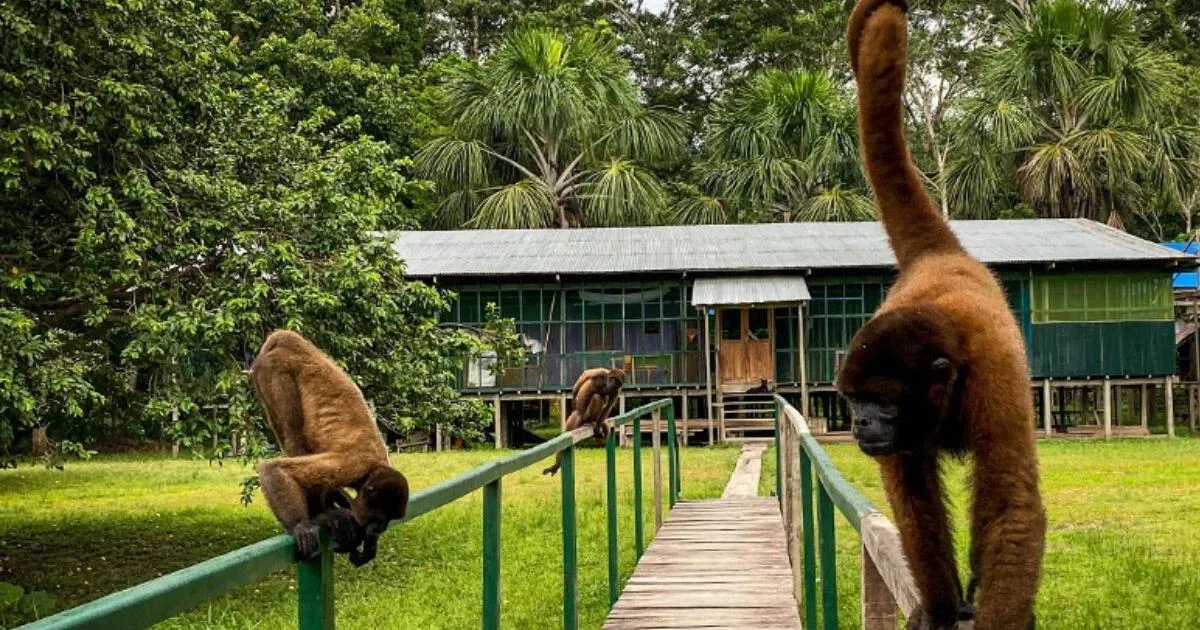 Desde Lima a la Isla de los Monos: Descubre cómo llegar con la guía más ...