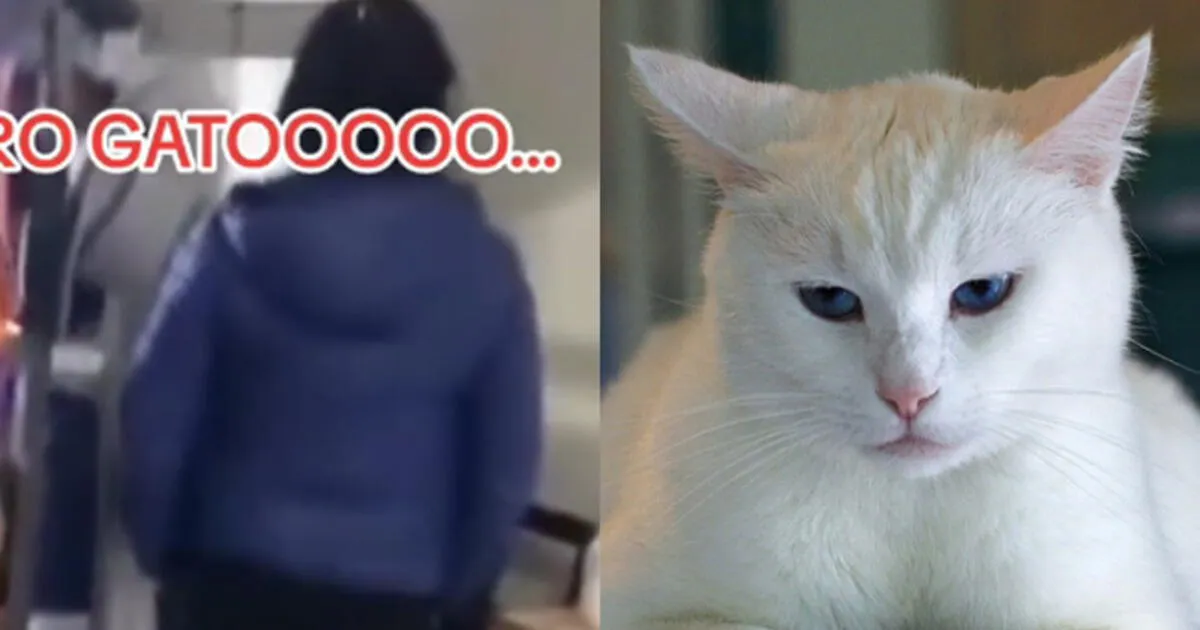 Denuncia a veterinaria tras pedir que duerma a su gato por unas horas ...