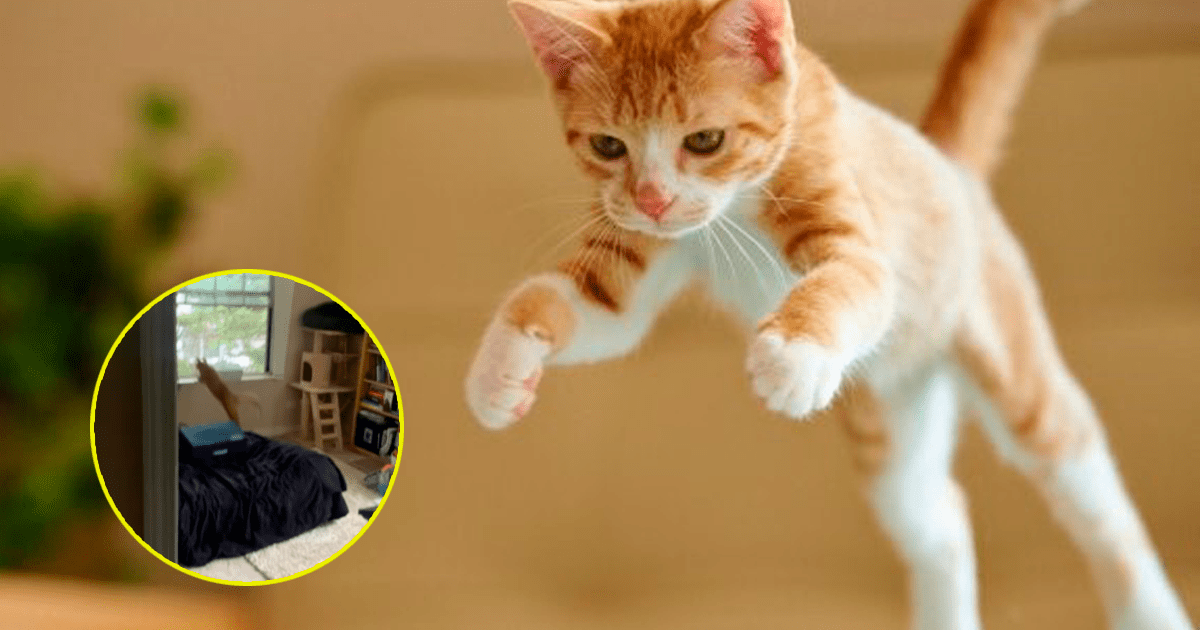 El verdadero gato volador sorprende al salir por ventana tras un ave