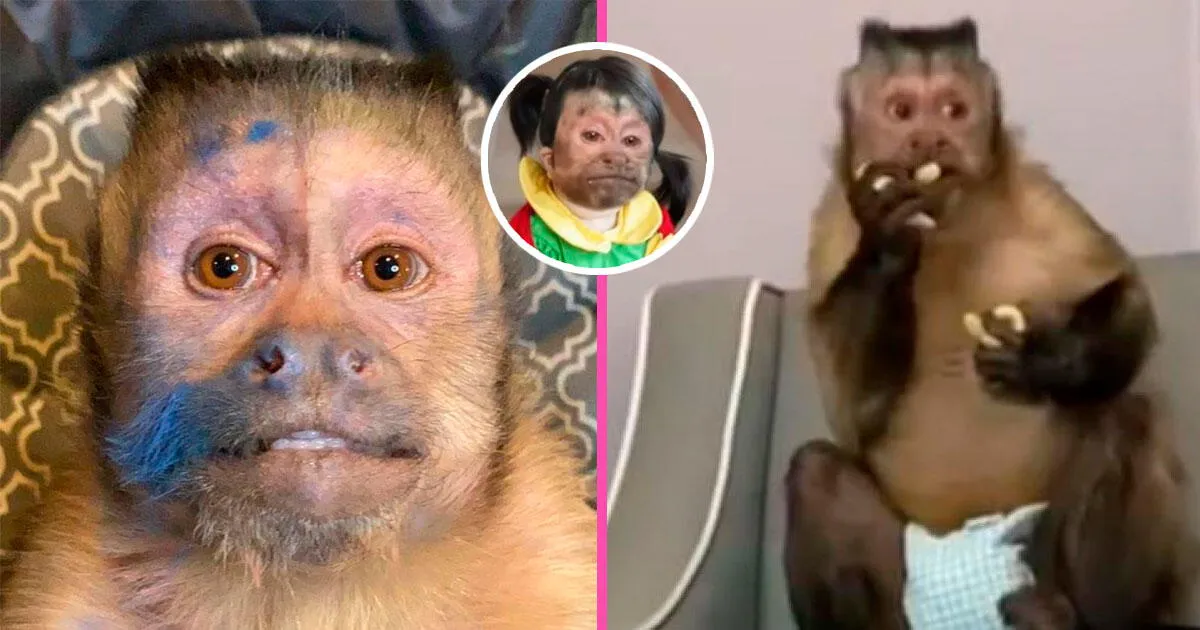 Conoce la historia de Georgie boy, el mono más famoso de TikTok y de ...