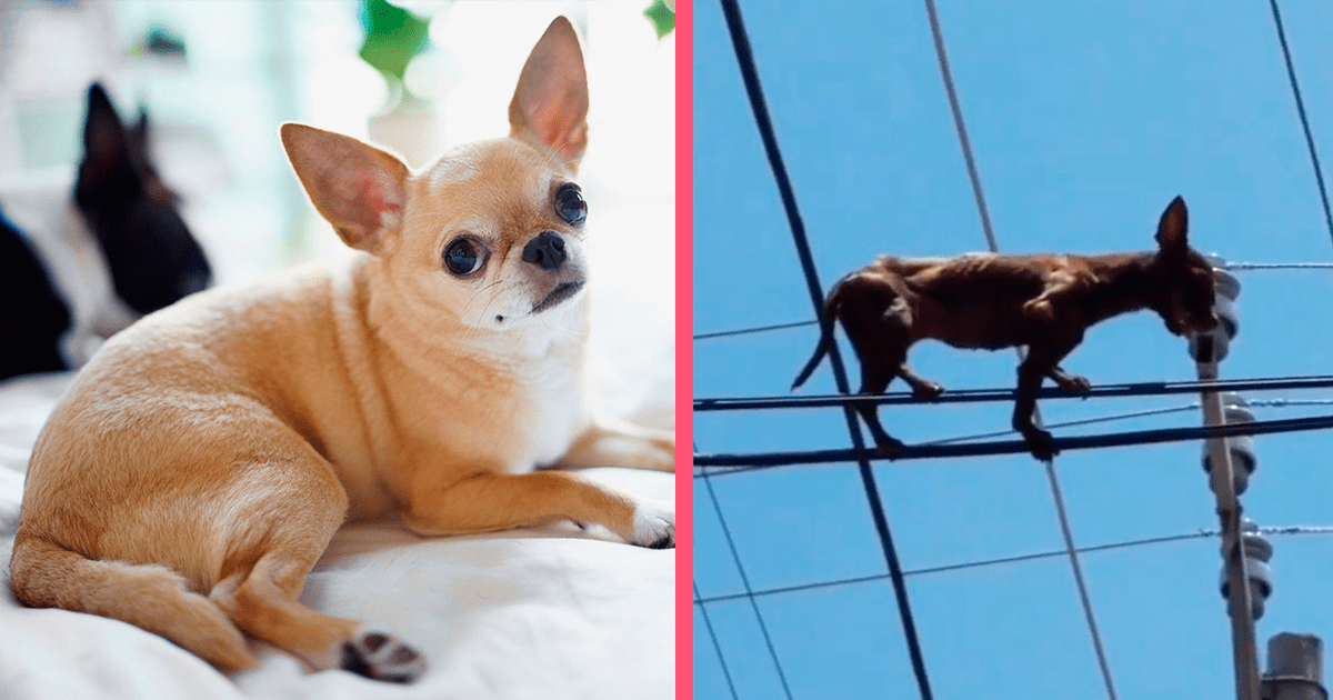 Chihuahua sorprende a todos los vecinos tras aparecer de un momento a ...