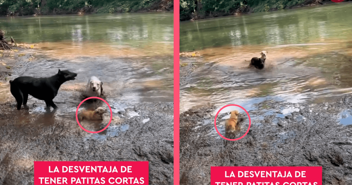 Perrito derrite en ternura a usuarios tras saltar en lodo y sufrir por ...