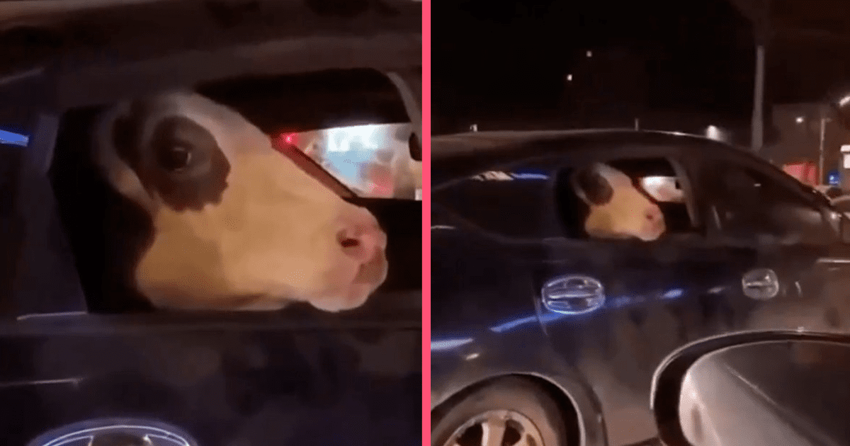 Vaca enternece las redes sociales al viajar dentro de un pequeño auto y ...