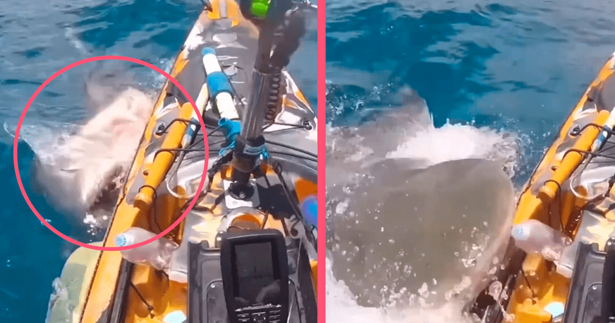 ¡Vieron toda su vida en un segundo! Tiburón embiste kayak y causa temor ...