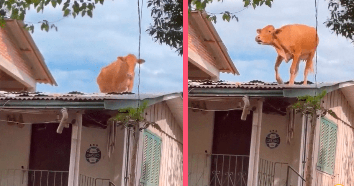 ¿Cómo llego ahí? Vaca se vuelve viral en redes tras aparecer en el ...