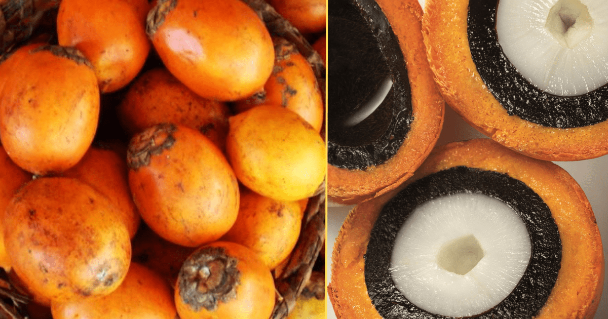 El tukumá: Conoce los beneficios del fruto amazónico con efecto ...