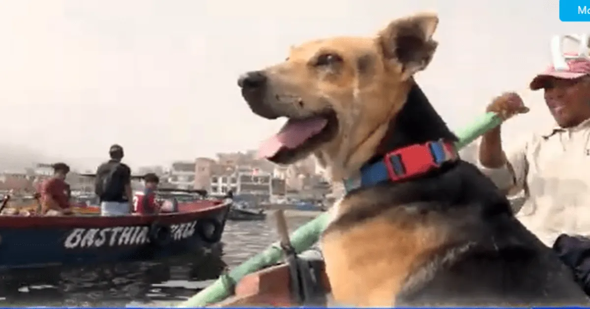 Vaguito: la historia del perrito que espera a su dueño en la orilla y ...