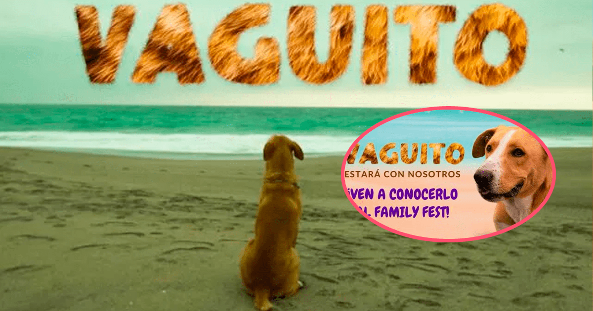 ¡Conoce a 'Vaguito'! Tú también puedes visitar al perrito estrella de ...