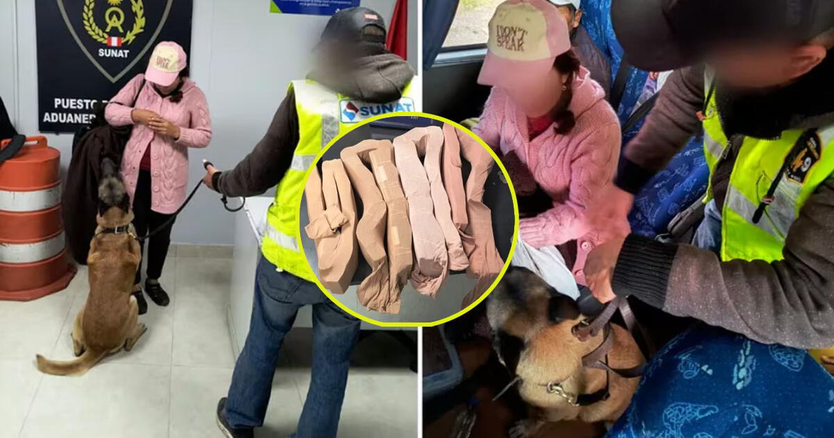¡De locos! Perro inspector detecta medio millón de soles escondidos en ...
