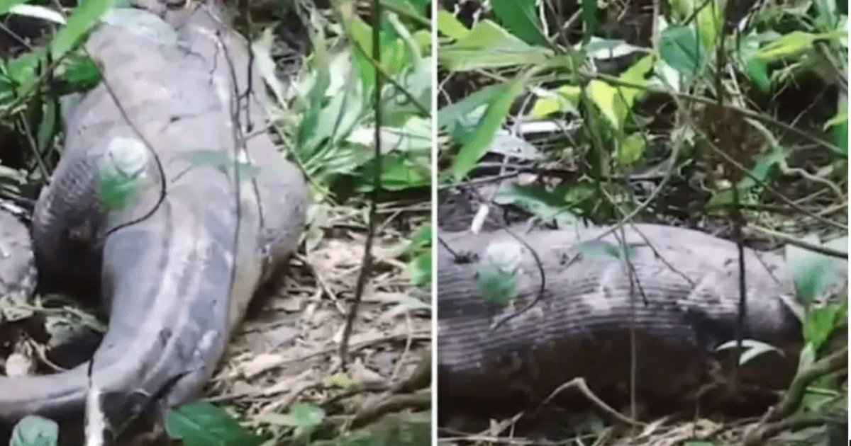 ¡De TERROR! Mujer DESAPARECIDA es encontrada dentro del estómago de una ...