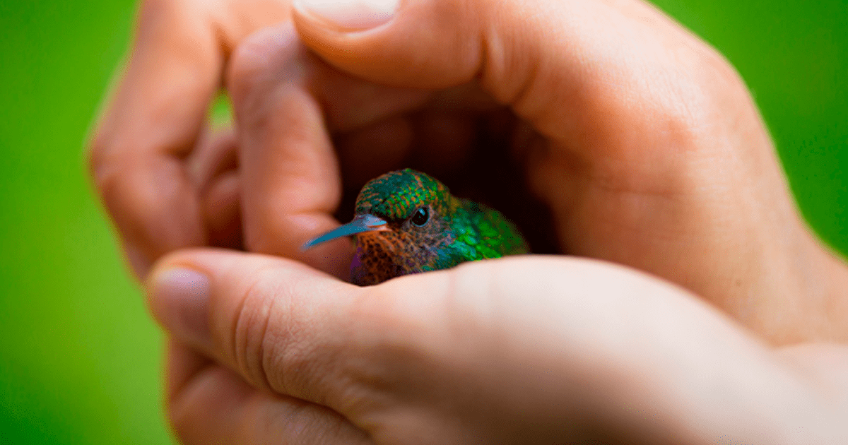 ¿Qué significado espiritual tiene soñar con un colibrí?