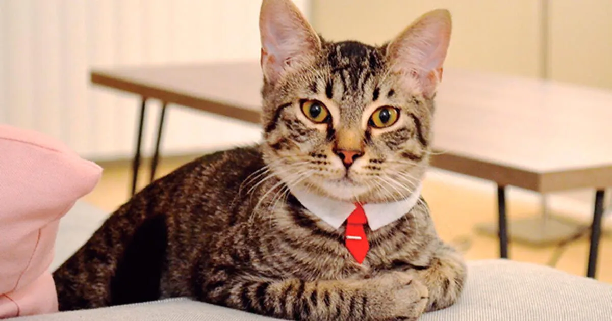 Día del gato 2024: Las 50 frases más BONITAS para dedicarle a tu gatito ...