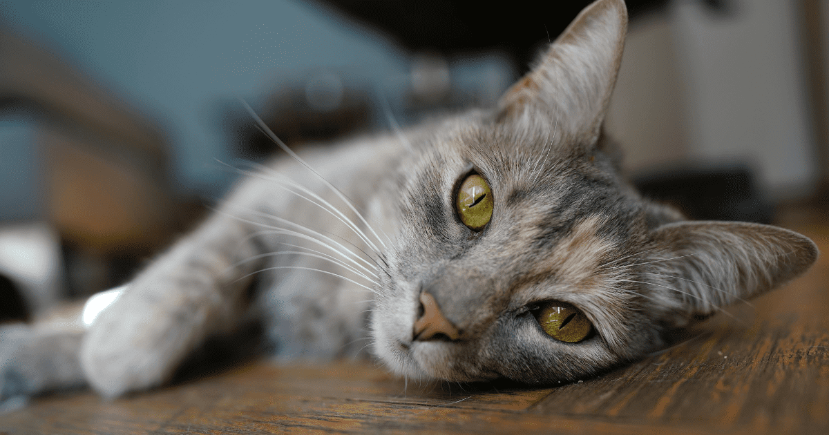 110 frases para honrar a mi GATO FALLECIDO: Recuerdos que mantendrán SU ...
