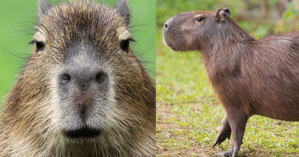 ¡Increíble! 10 datos que no sabías sobre las capibaras, los reyes de la ...
