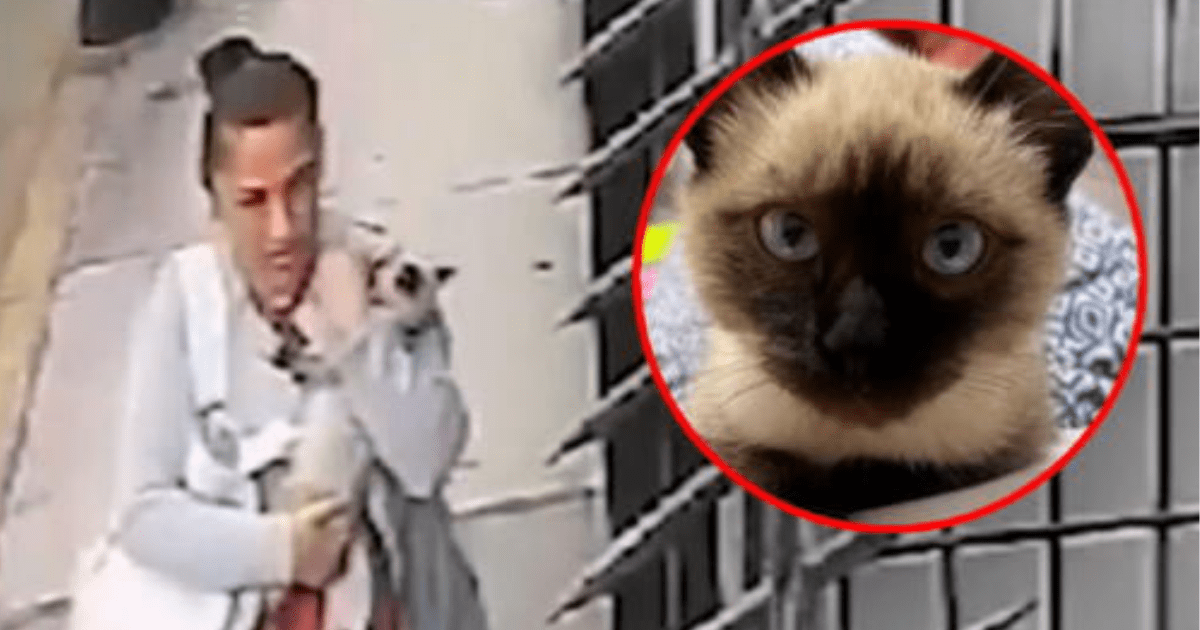 ¡Impactante! Secuestran a gato de 3 meses y exigen S/5.000 para evitar ...