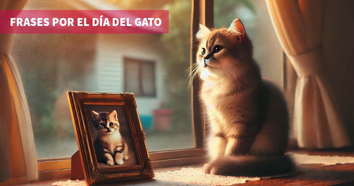 Día del Gato: 50 frases BONITAS Y TIERNAS para recordar a tu amado felino