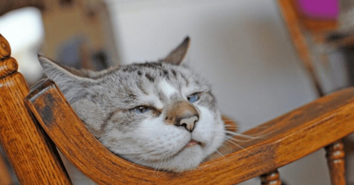 ¿Tu gato ya es anciano? Descubre las señales ocultas de la vejez felina