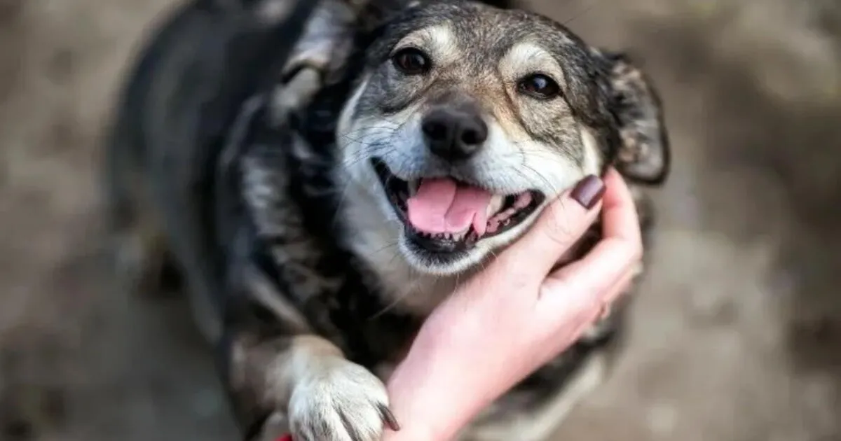 Frases por el Día del Perro sin raza: 30 mensajes BONITOS y EMOTIVOS ...