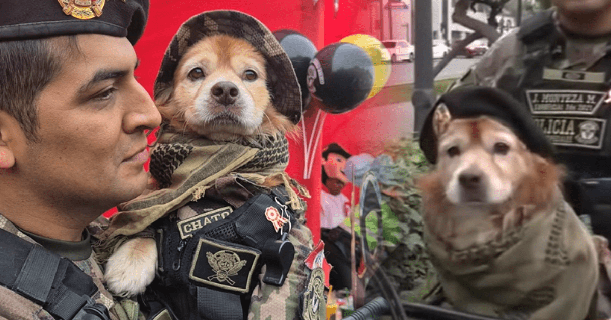 Su última misión: Chato, el perrito paracaidísta de la Policía ...