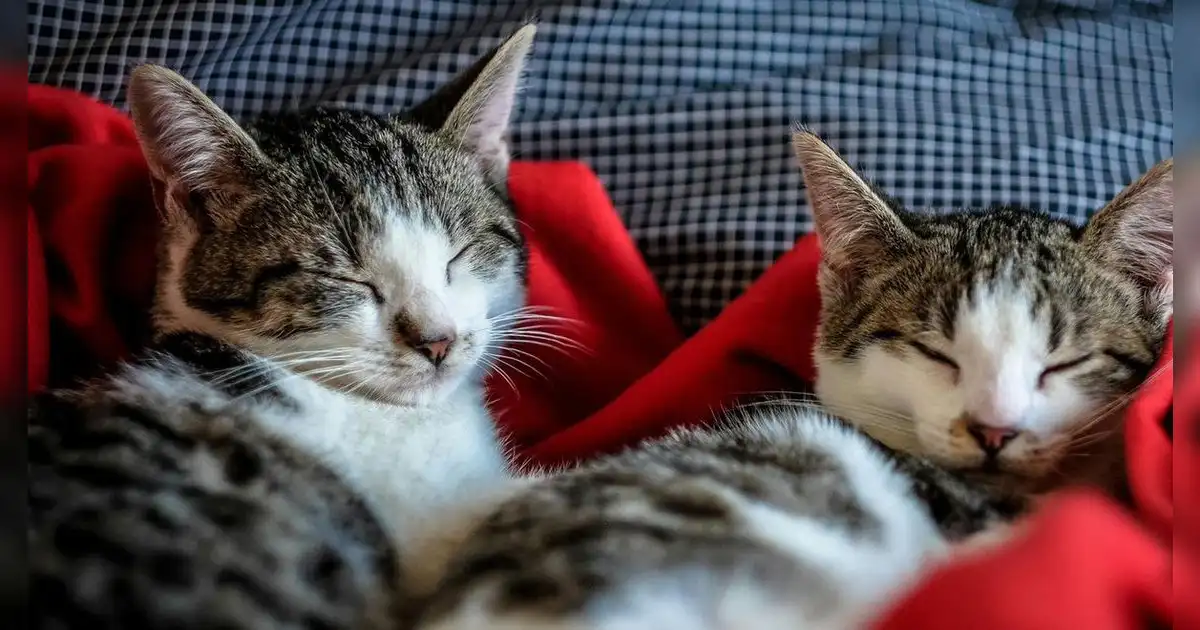¿El secreto de la eterna juventud felina? Descubre los 5 pilares que ...