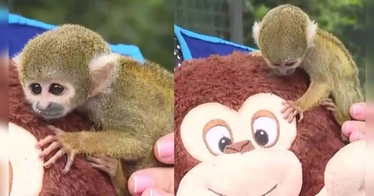 Conoce al ‘Punch’ peruano: el pequeño mono rescatado que enternece al ...