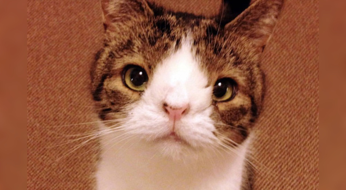 Sindrome De Down Em Animais - BRAINCP